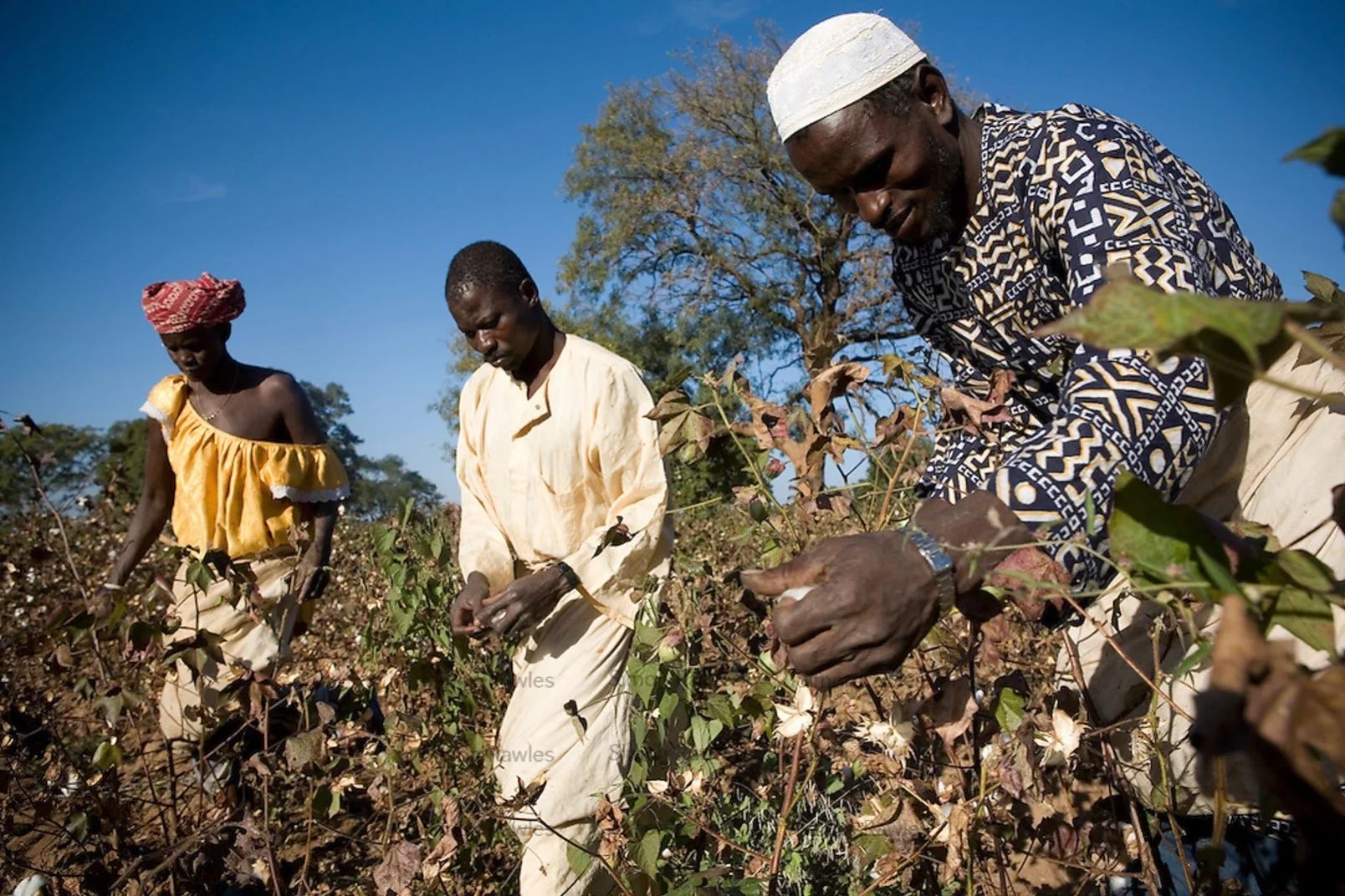 Think Sustainability MOBIOM – Cotton in Mali - Global CSR Global CSR